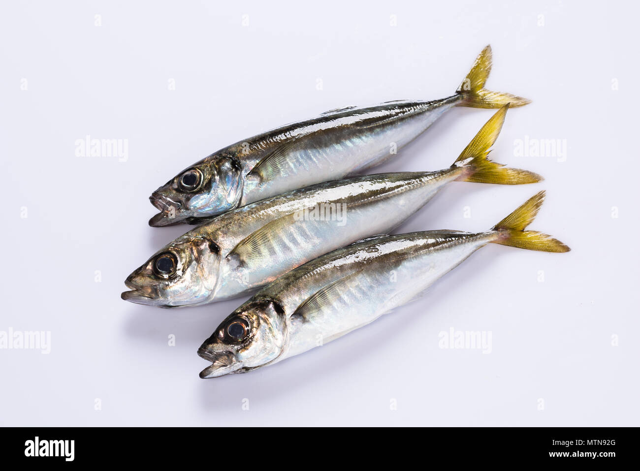 tree horse mackerel Stock Photo - Alamy