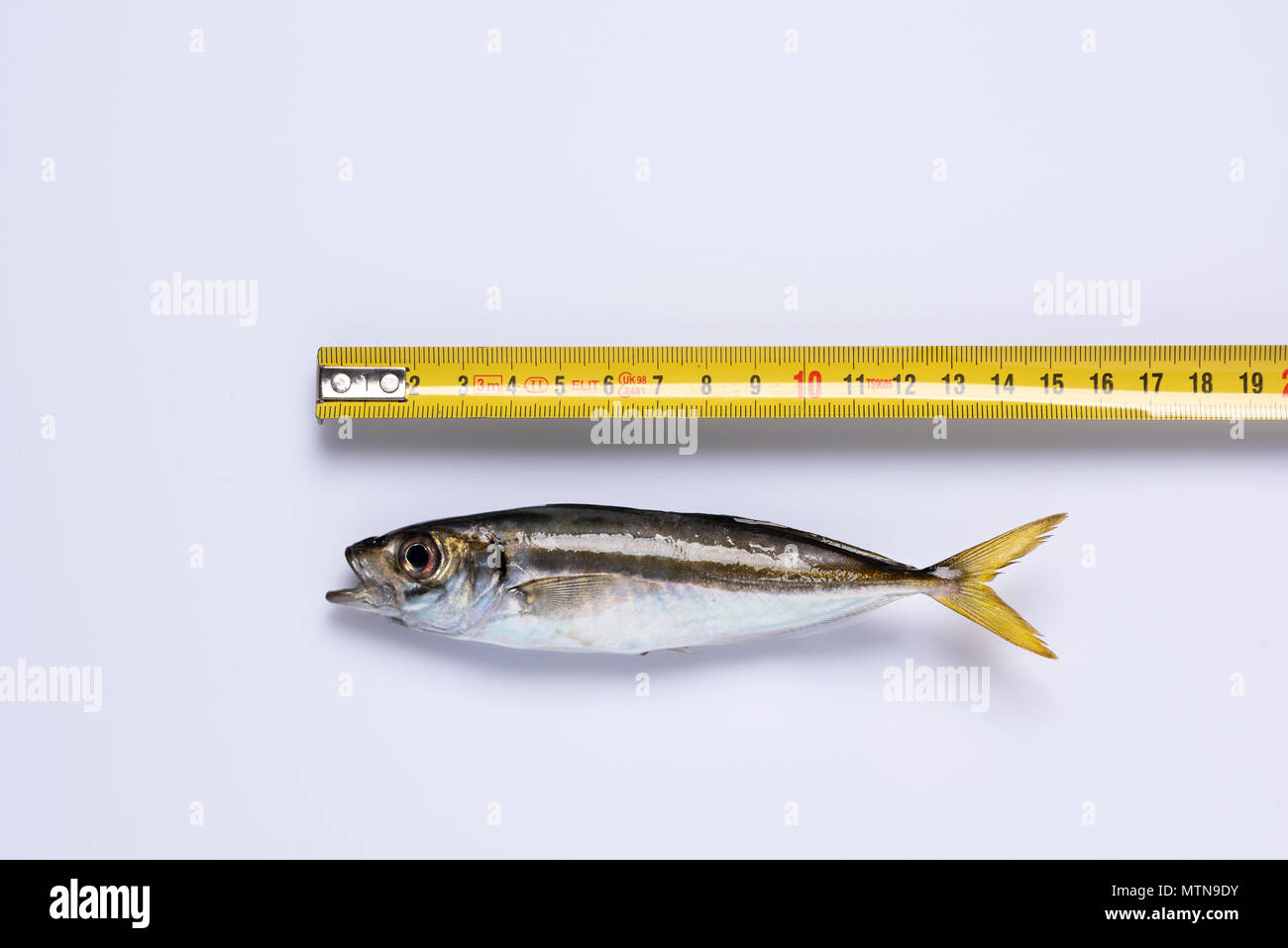 Atlantic horse mackerel hi-res stock photography and images - Alamy