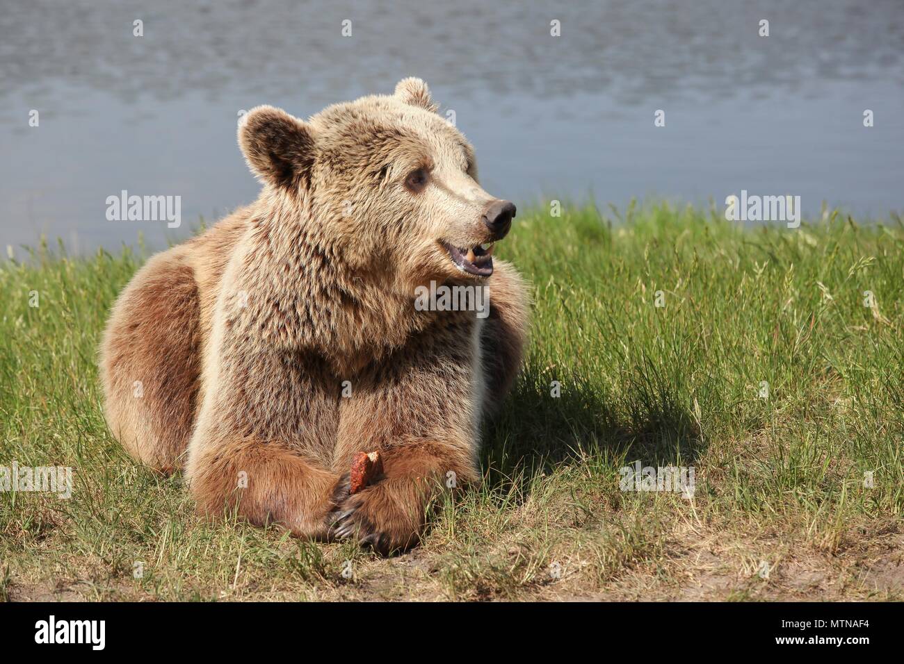 Brown bear in the nature Stock Photo - Alamy