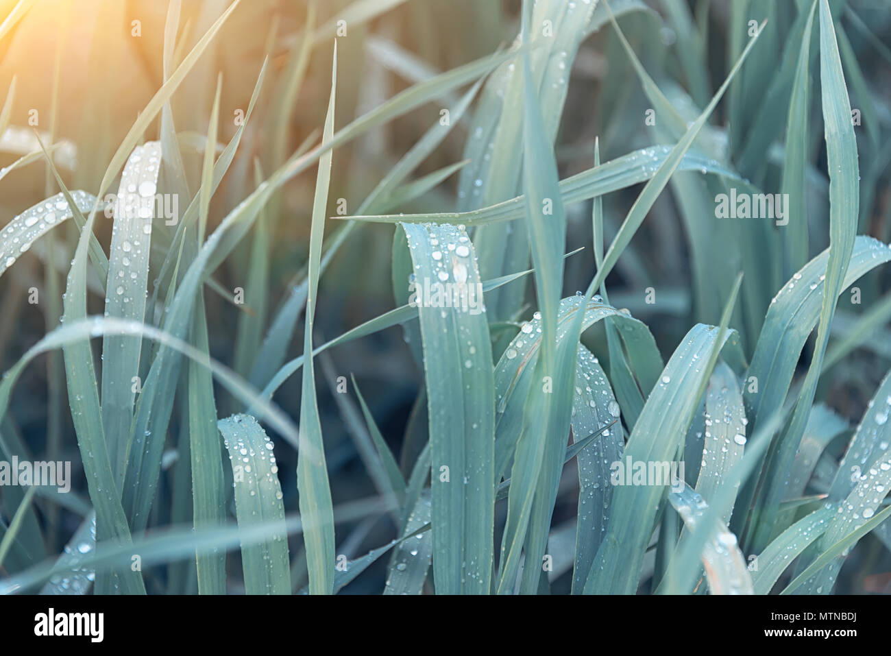 green grass sedge, with drops of dew, background for substrate, in the ...