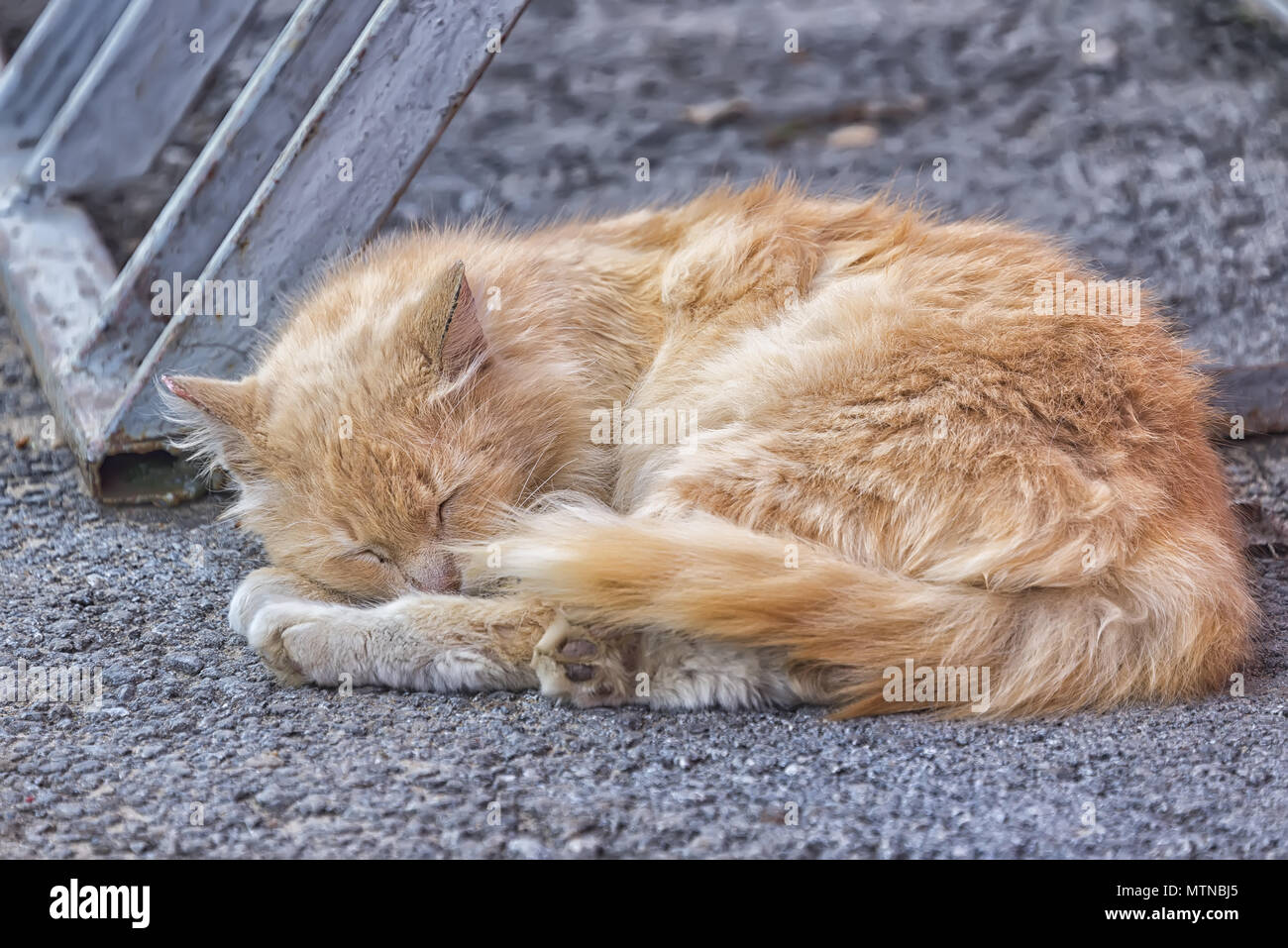 homeless red cat sleeping on wet asphalt after rain Stock Photo - Alamy