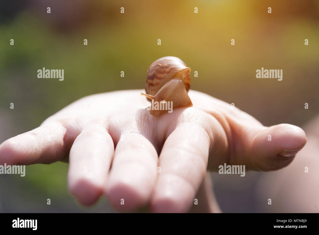 Little finger snail hi-res stock photography and images - Alamy