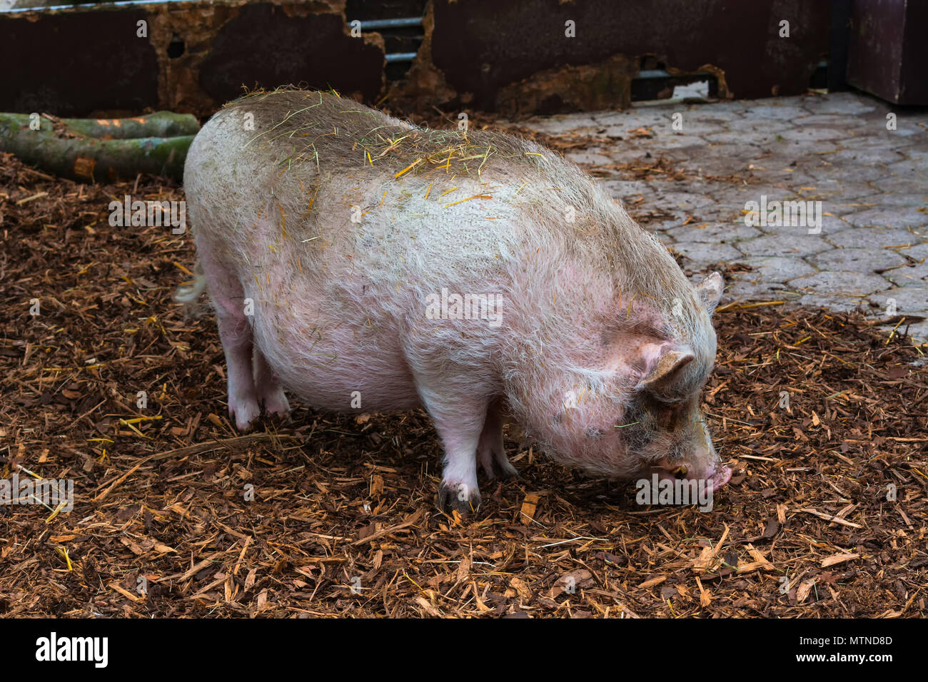 Big black brook hi-res stock photography and images - Alamy