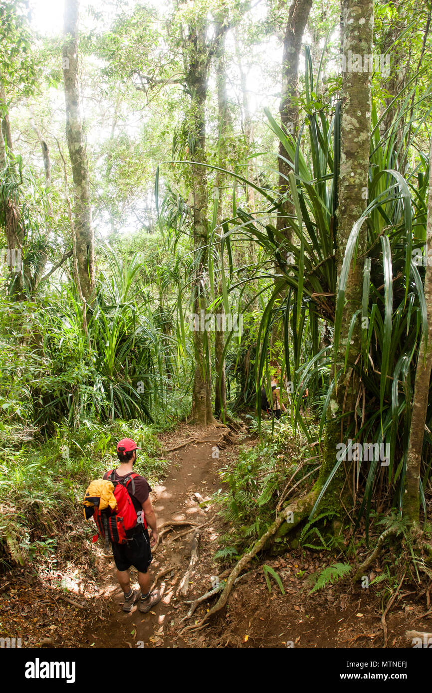 Lombok forest hi-res stock photography and images - Alamy