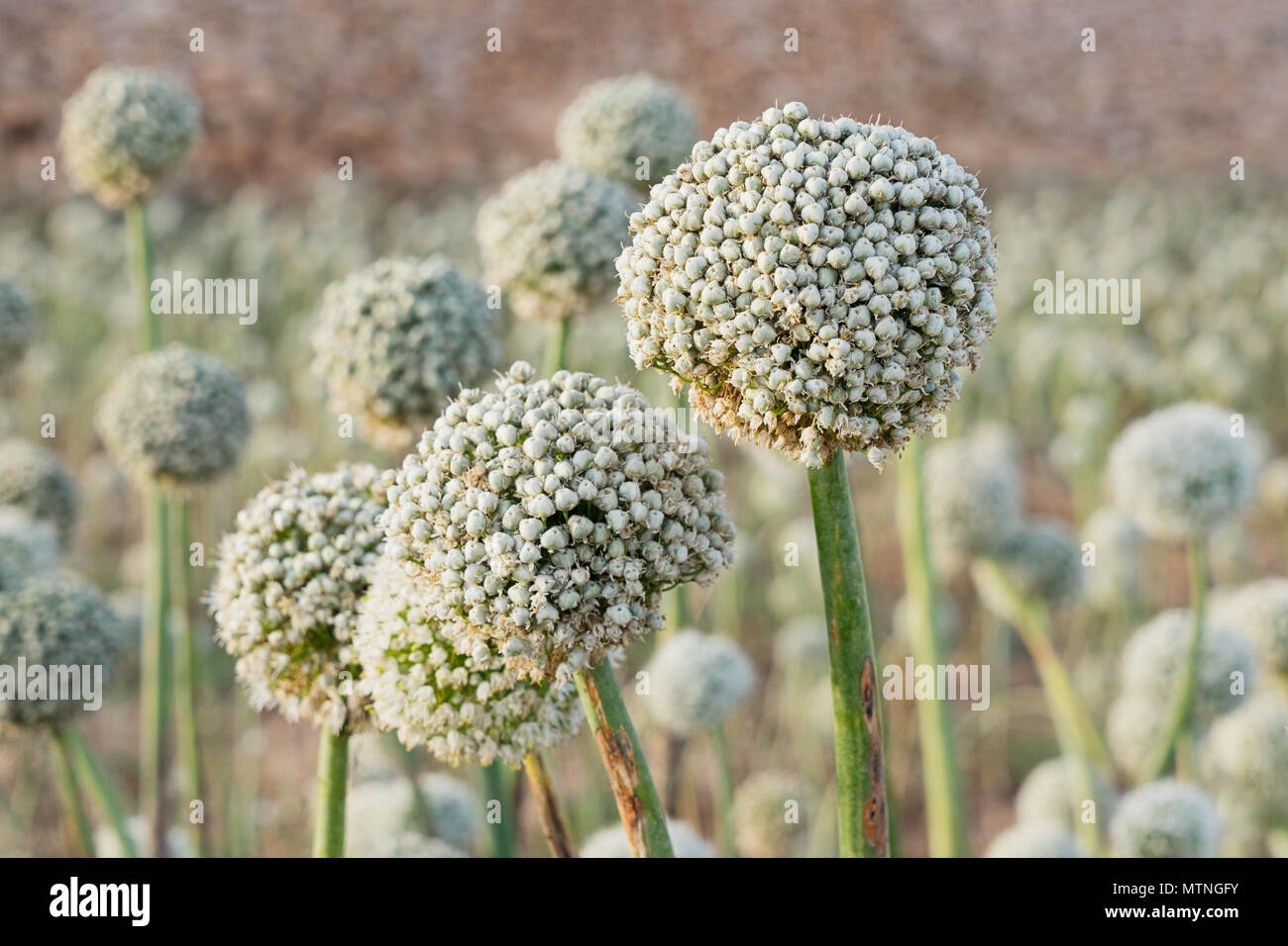 Close up macro of ornamental onion Allium flowers buds on natural farm ...