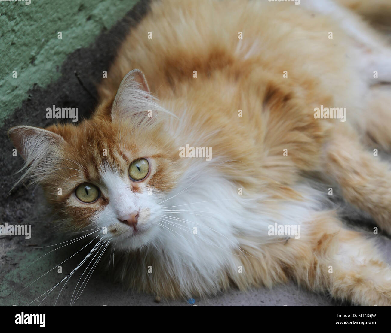 Yellow street cat hi-res stock photography and images - Alamy