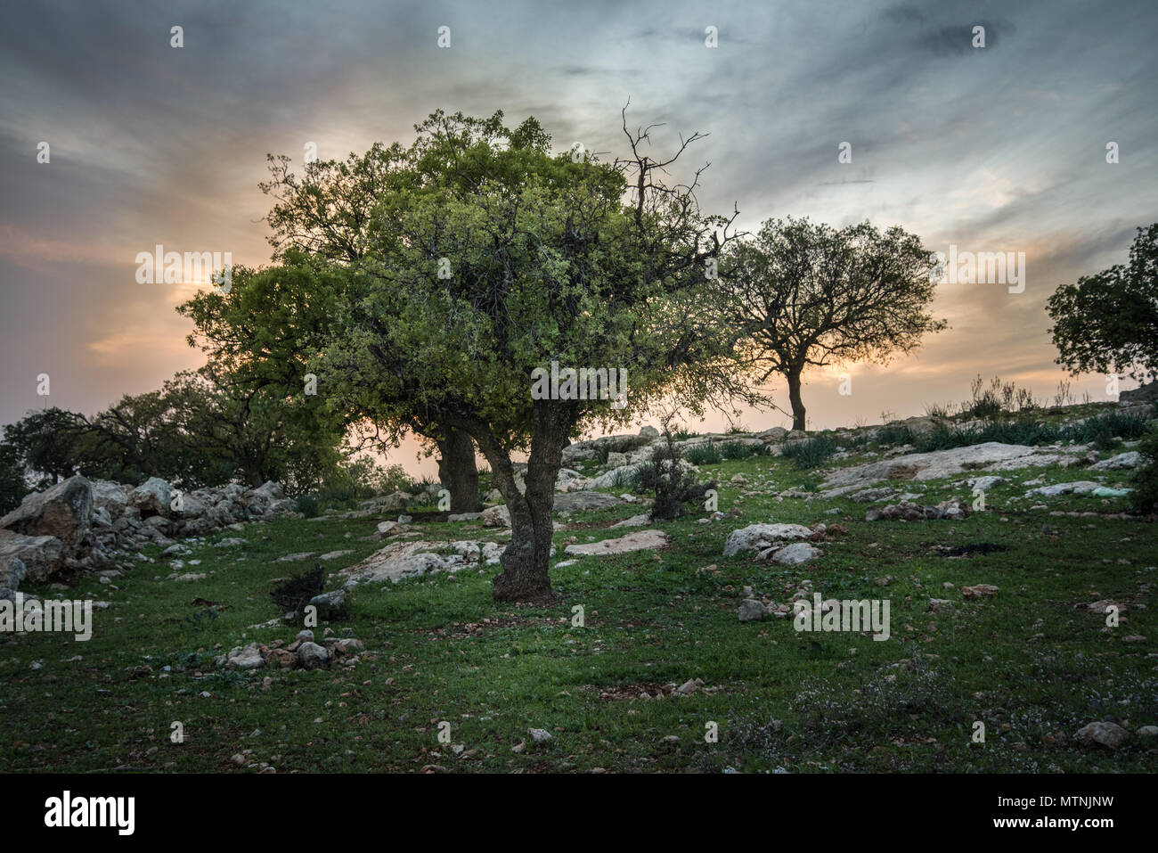 Jordan ecology hi-res stock photography and images - Alamy