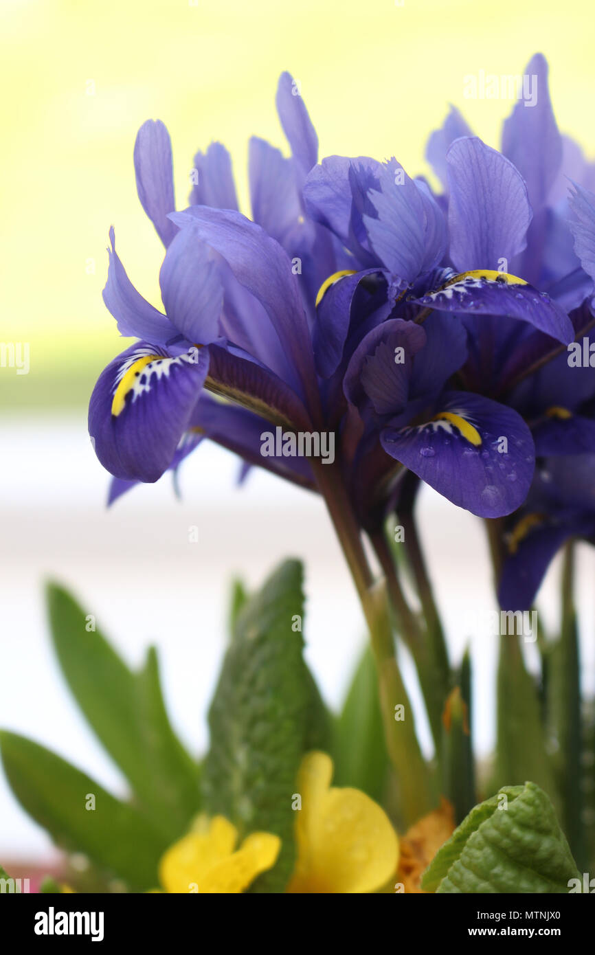 Beautiful purple flowers spring hi-res stock photography and images - Alamy