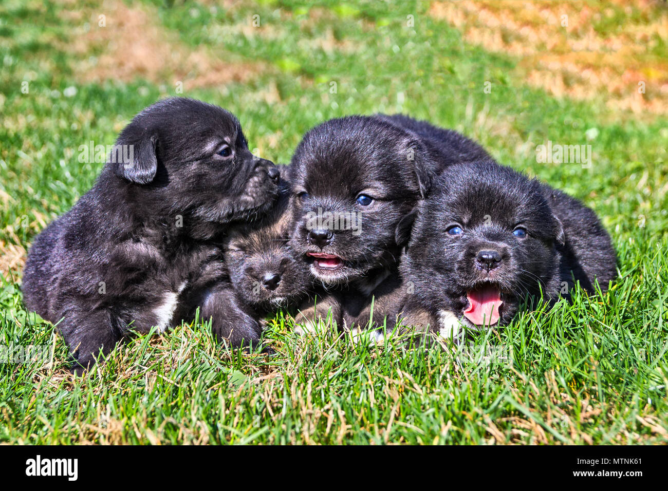 Four cute regular common puppies in the garden Stock Photo - Alamy