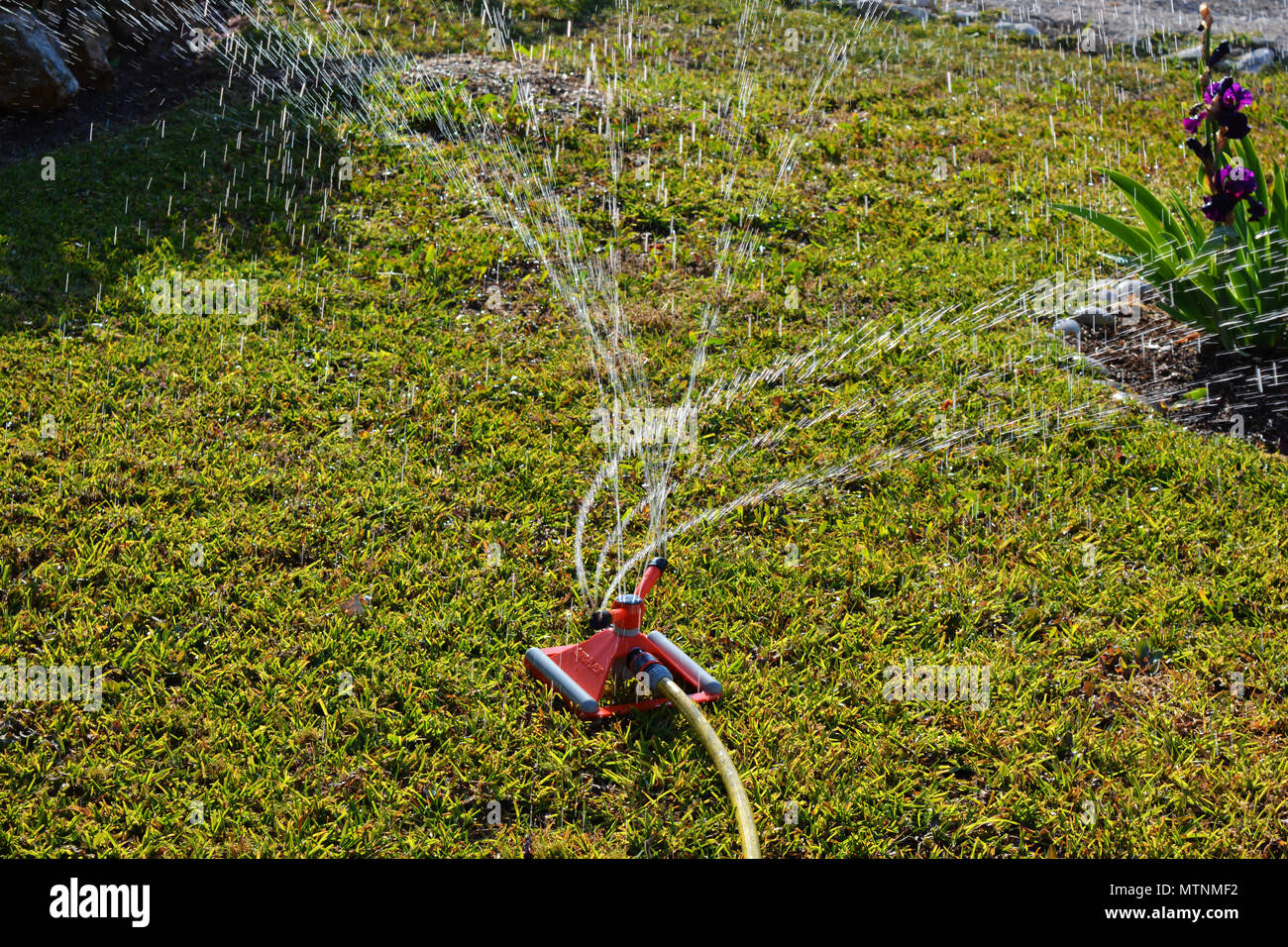 Watering dry grass hi-res stock photography and images - Alamy