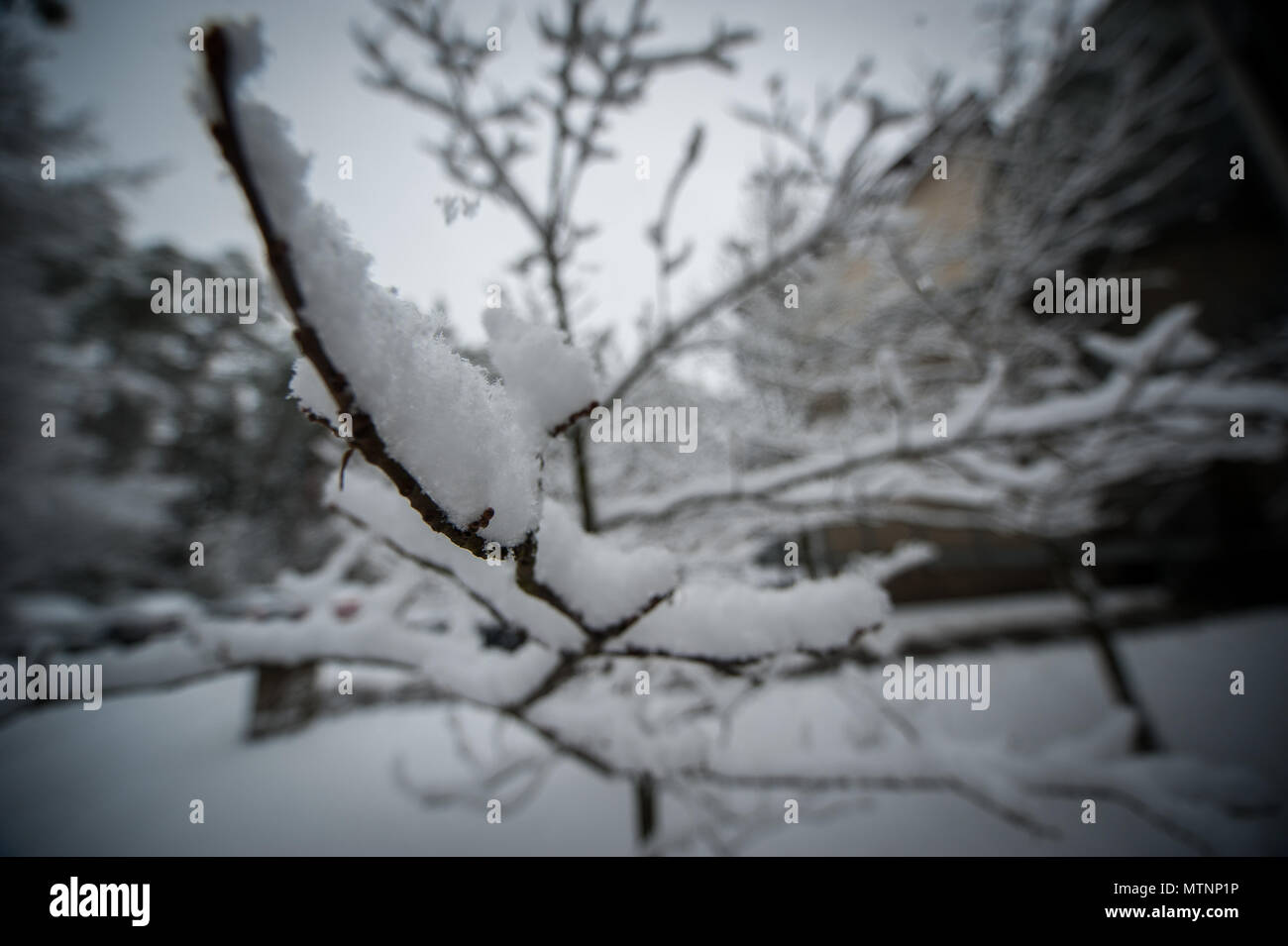 Snow is piled on tree branches at Ramstein Air Base, Germany, Jan. 10 ...