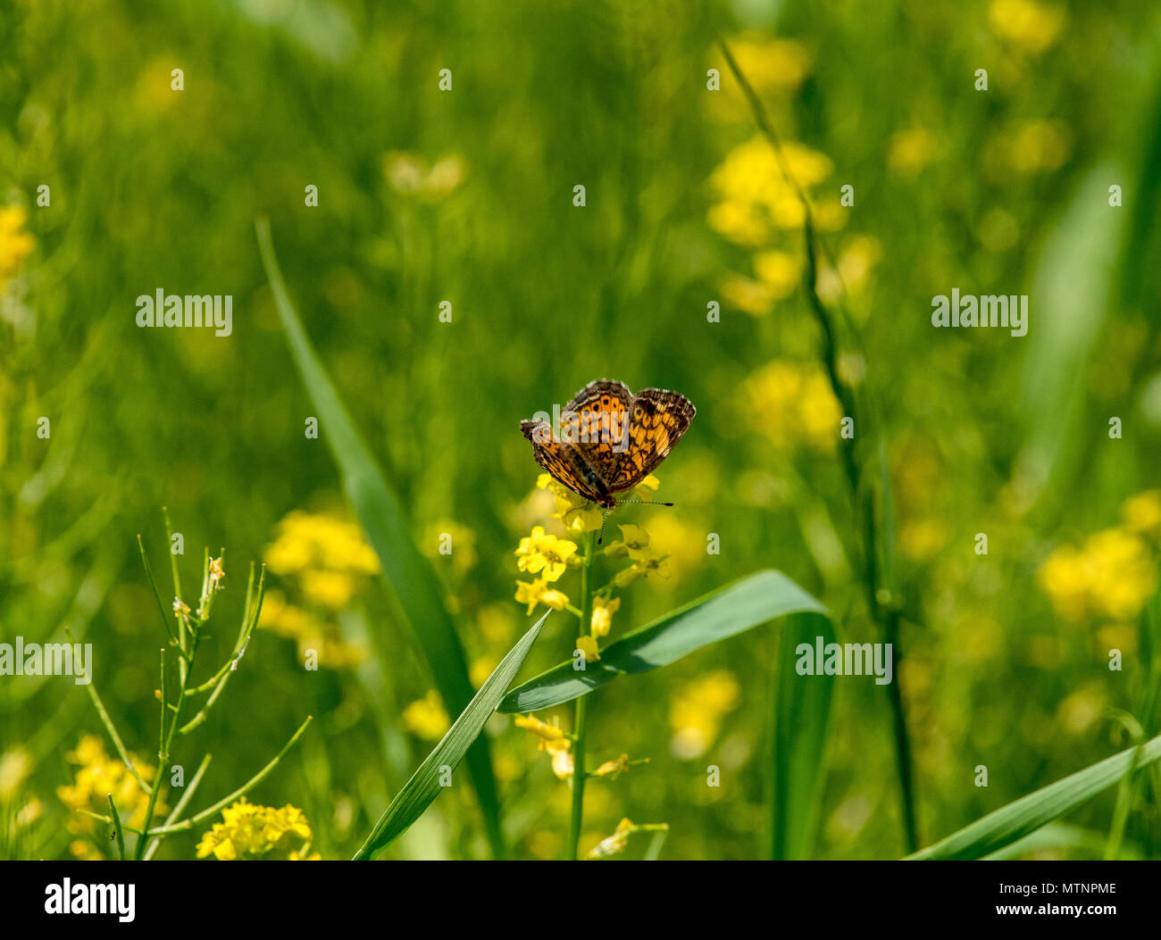 Yellow Spotted Moth High Resolution Stock Photography and Images - Alamy