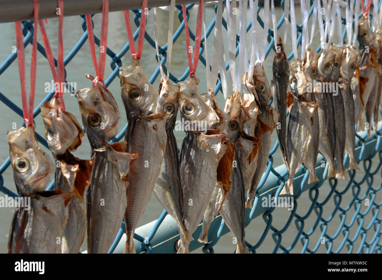 Filets of fish hanging on fence to dry in sunshine, Macao, China Stock ...