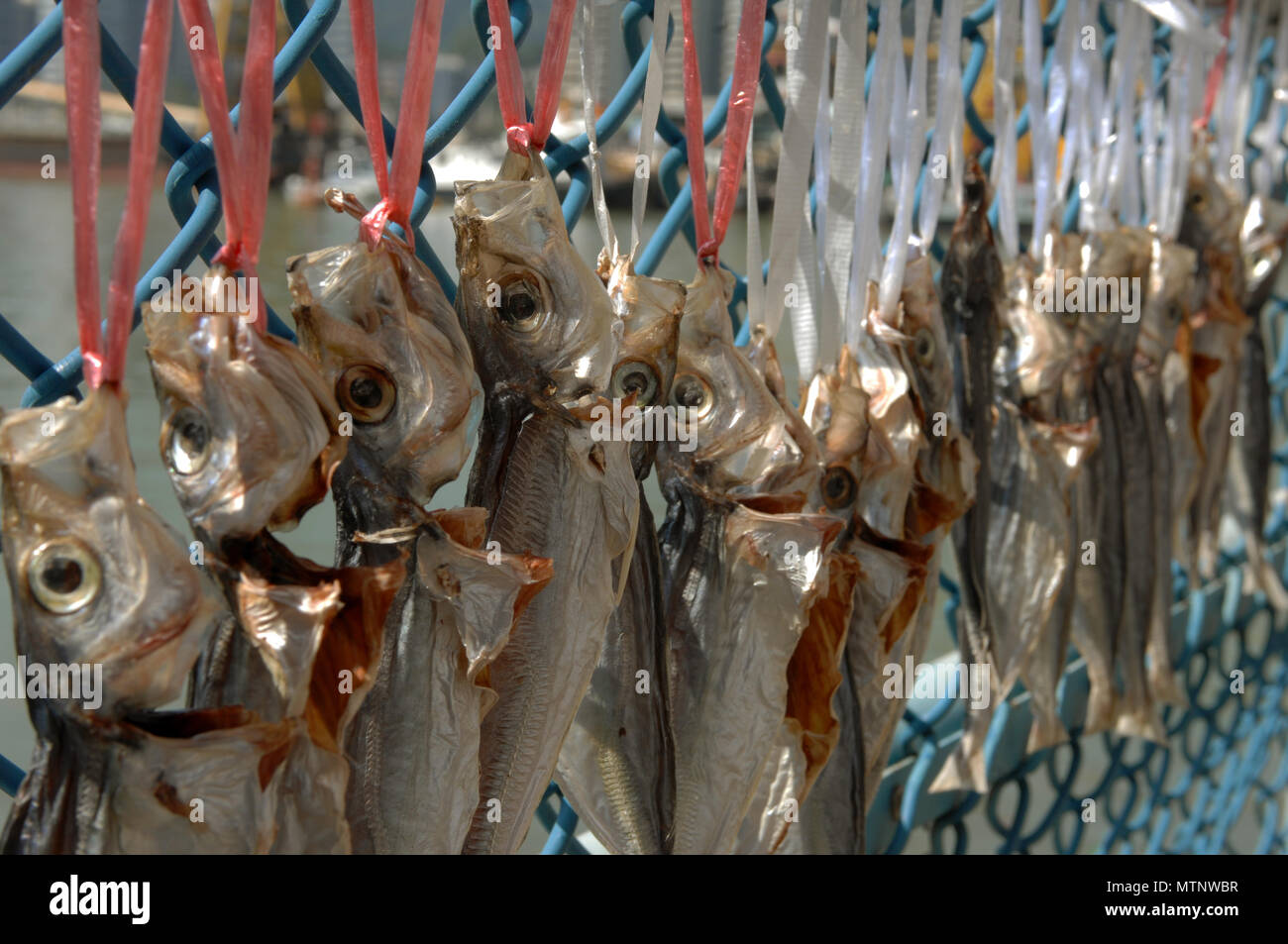 Preparing wire fence hi-res stock photography and images - Alamy
