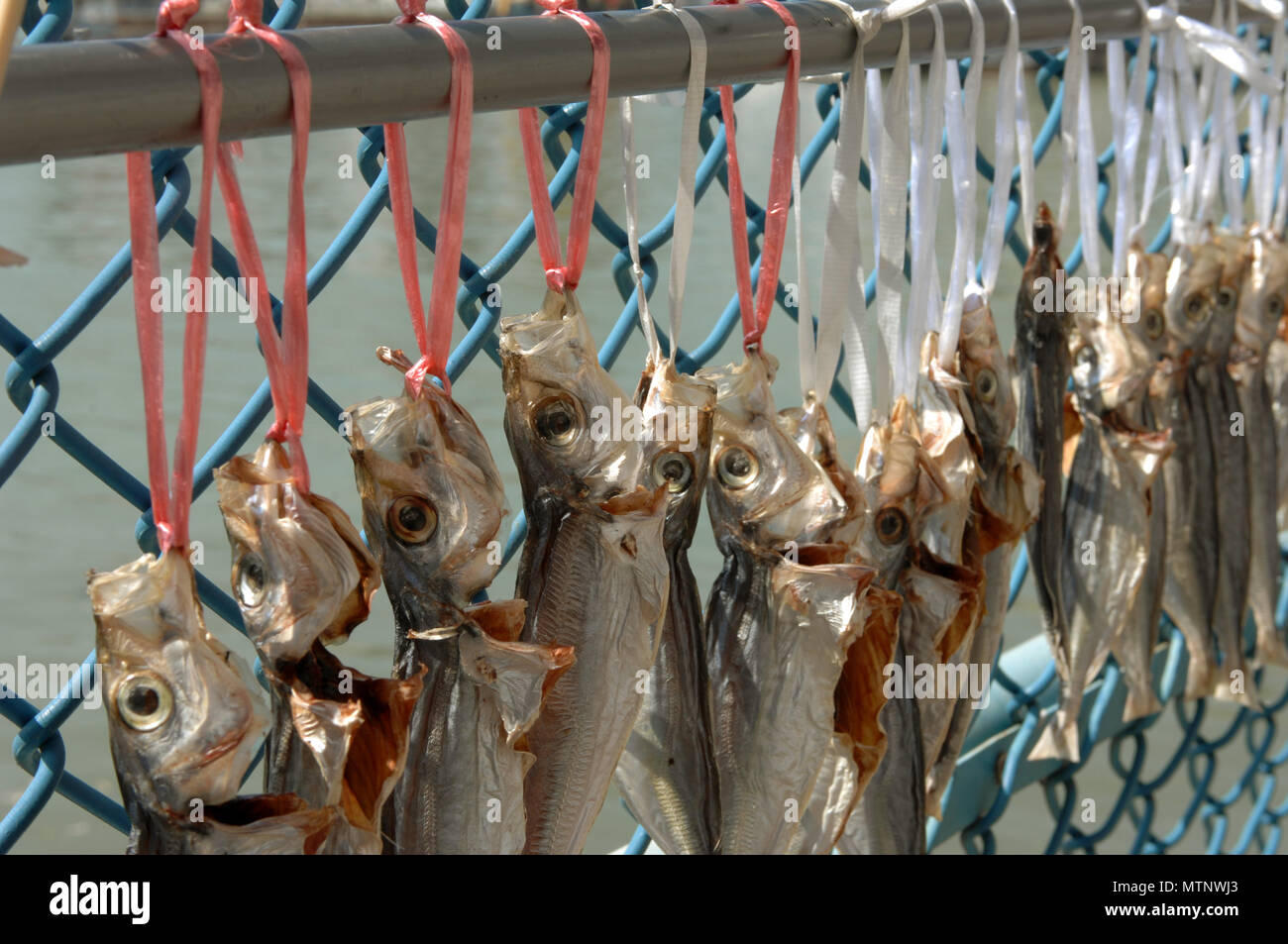 Preparing wire fence hi-res stock photography and images - Alamy