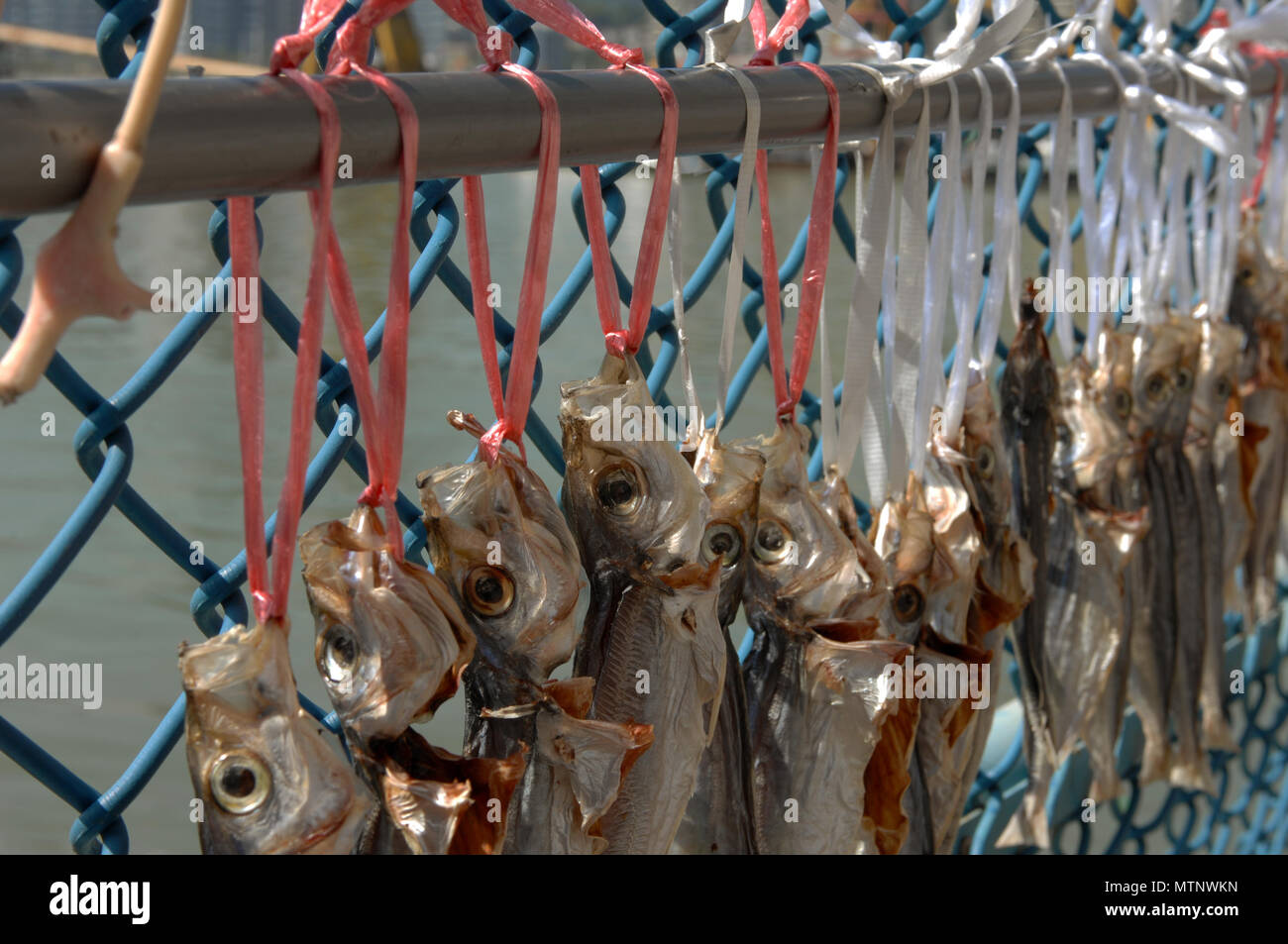 Preparing wire fence hi-res stock photography and images - Alamy