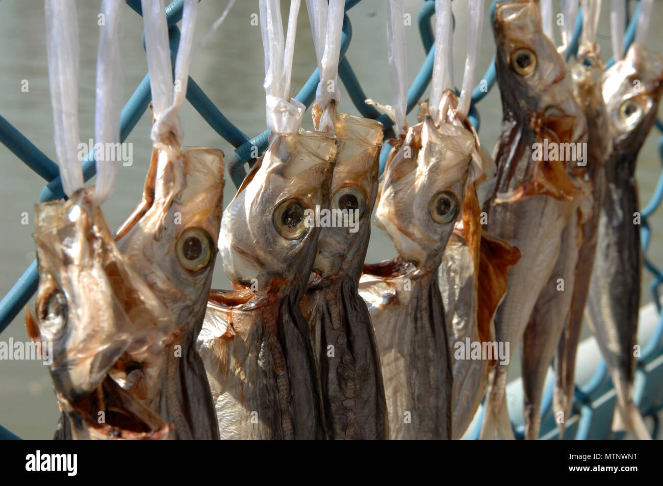 Fillets of fish hanging on fence to dry in sunshine, Macao, China Stock ...