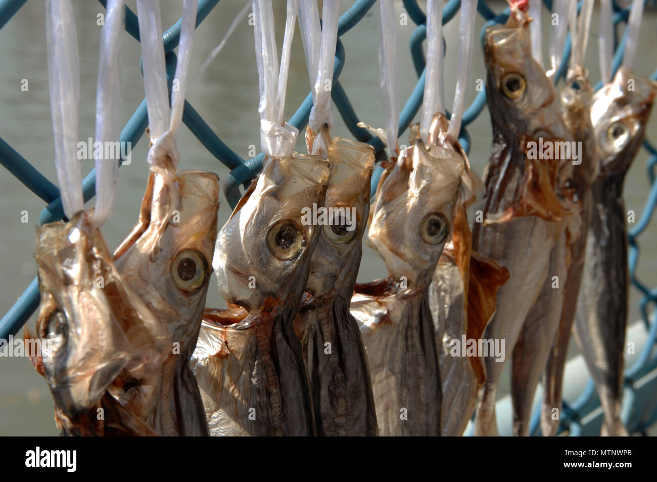 Preparing wire fence hi-res stock photography and images - Alamy
