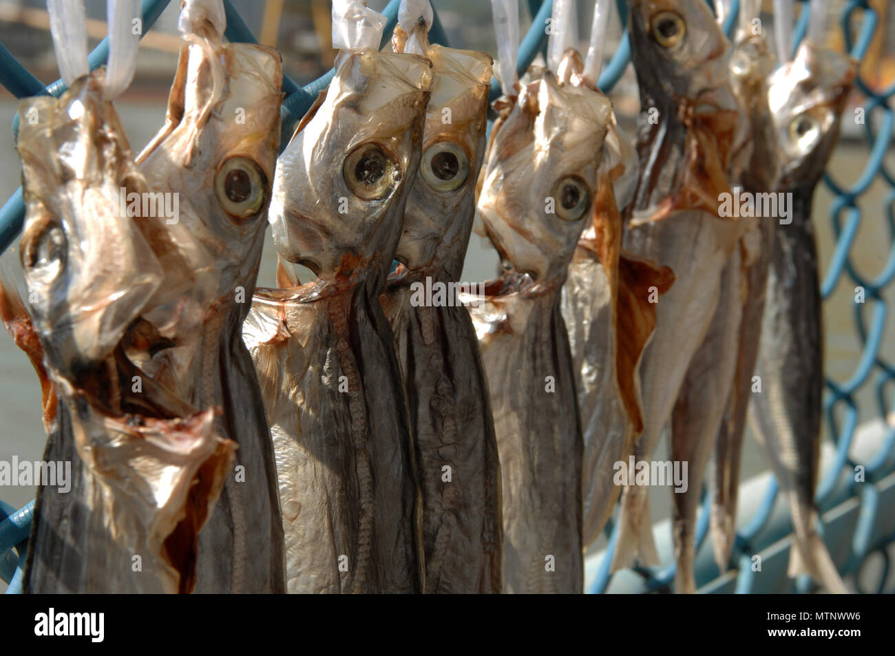 Fillets of fish hanging on fence to dry in sunshine, Macao, China Stock ...