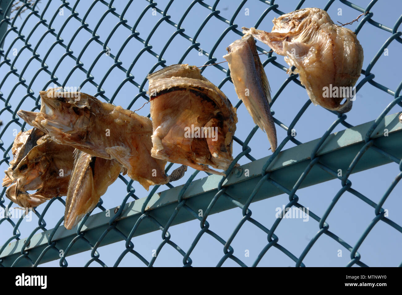 Fillets of fish hanging on fence to dry in sunshine, Macao, China Stock ...