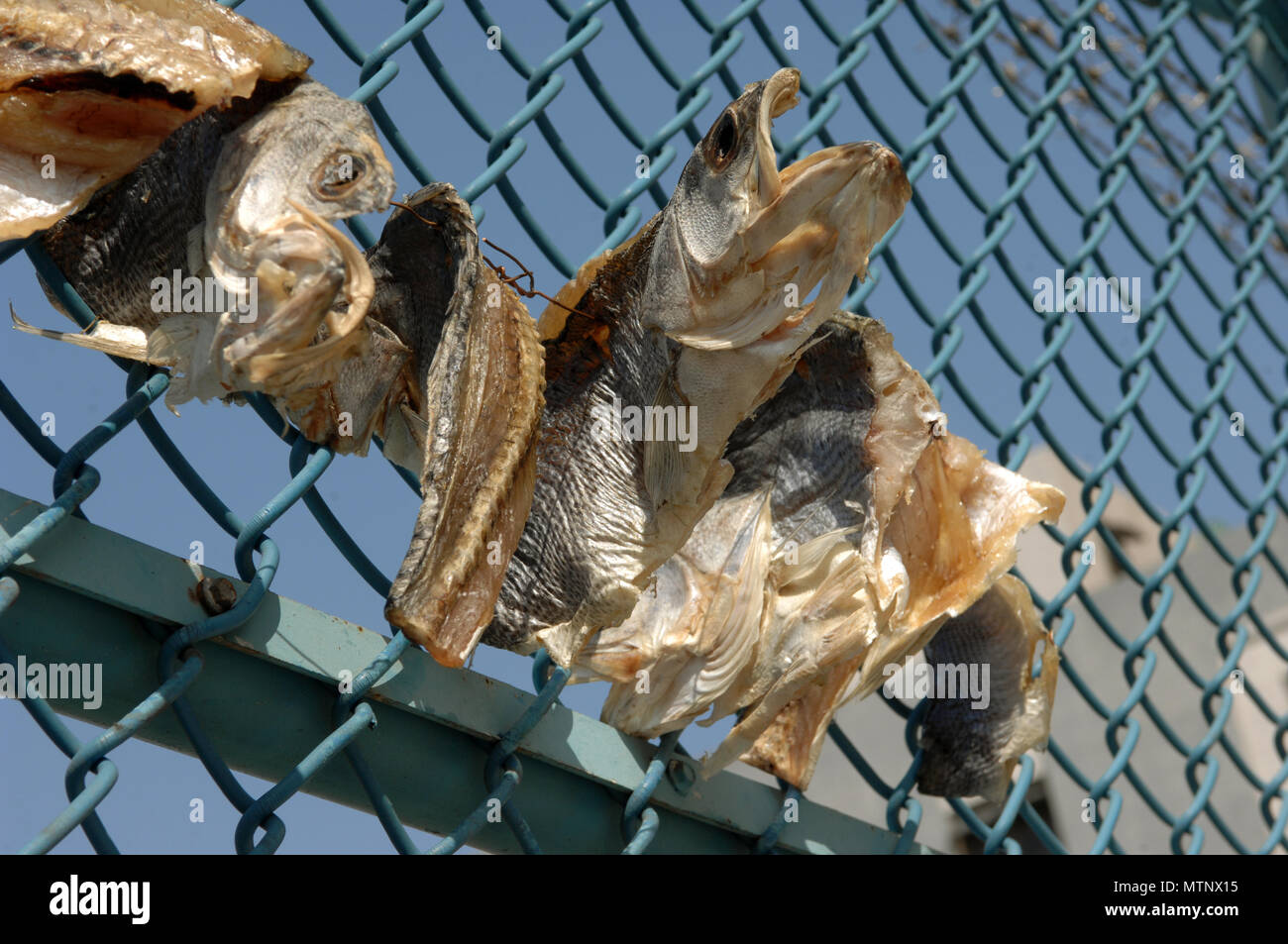 Preparing wire fence hi-res stock photography and images - Alamy