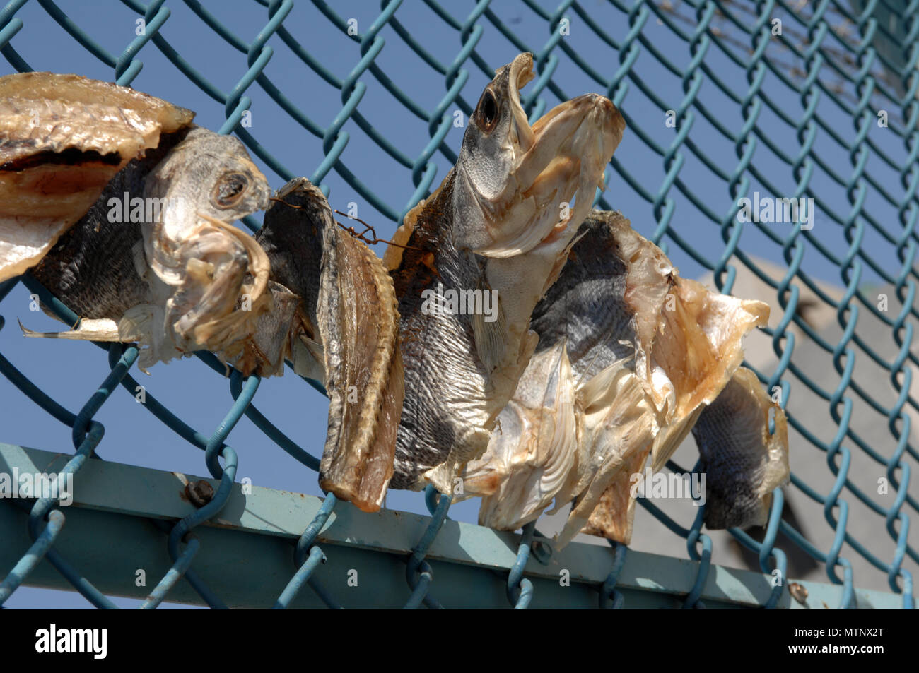 Fillets of fish hanging on fence to dry in sunshine, Macao, China Stock ...