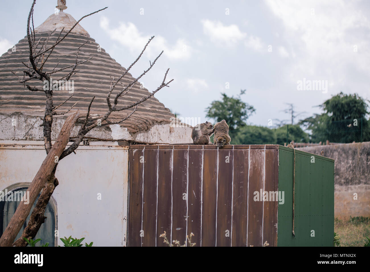 Monkeys in the zoo wildlife in Fasano apulia safari zoo Italy Stock ...