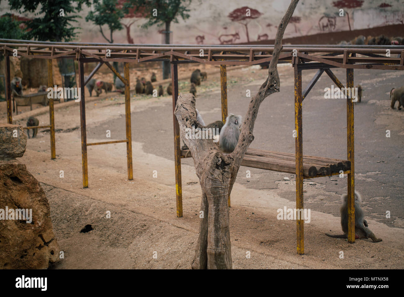 Monkeys in the zoo wildlife in Fasano apulia safari zoo Italy Stock ...