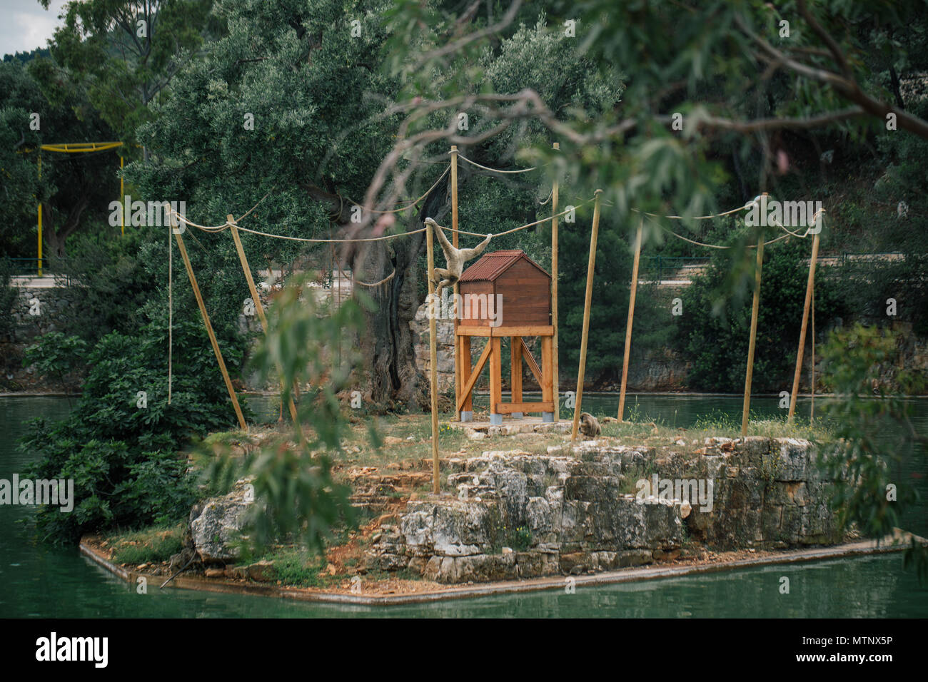 Monkeys in the zoo wildlife in Fasano apulia safari zoo Italy Stock ...