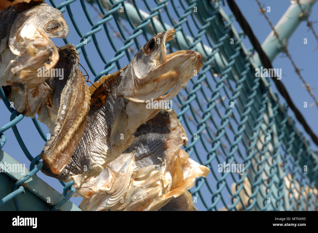 Fillets of fish hanging on fence to dry in sunshine, Macao, China Stock ...
