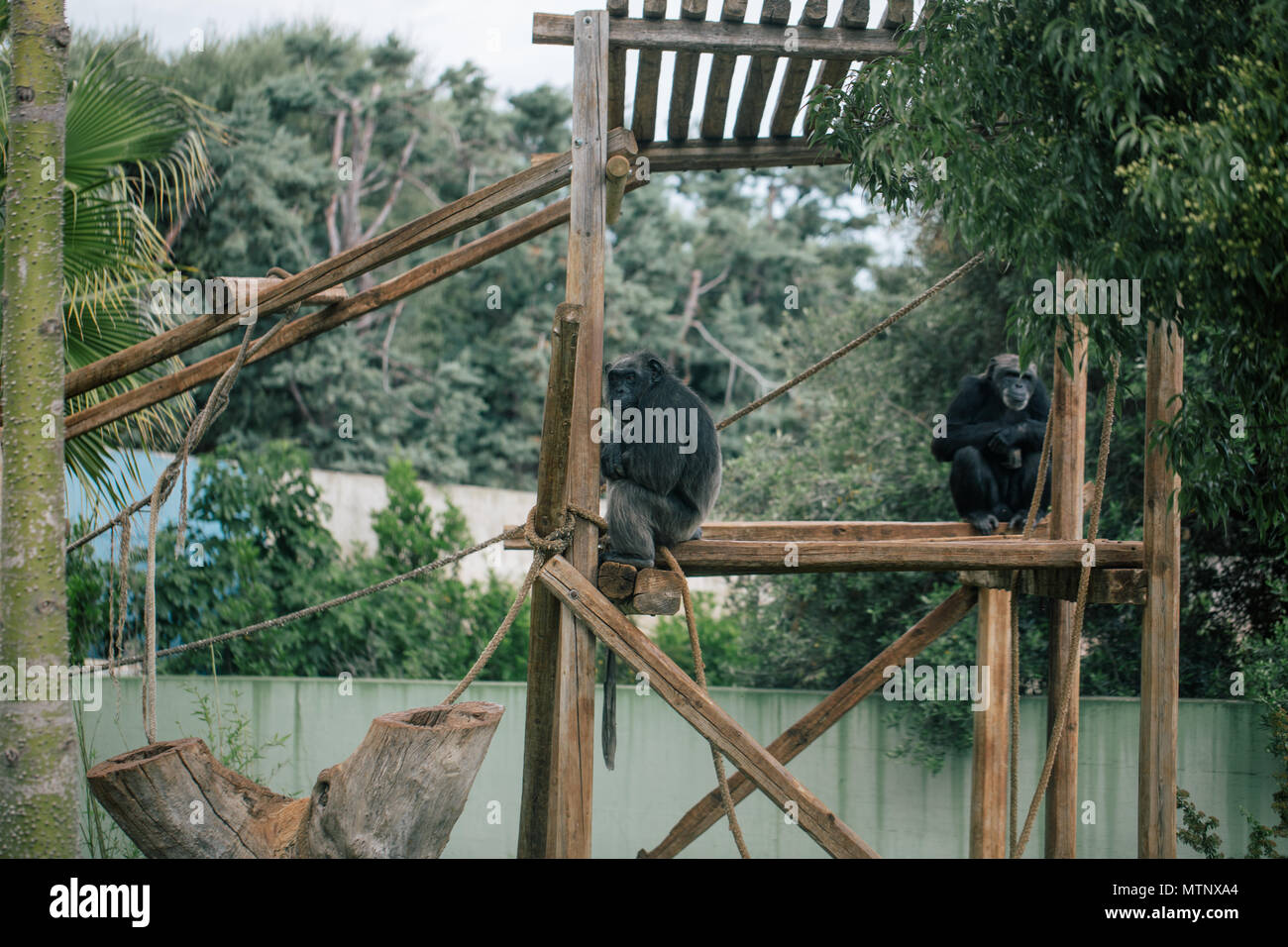 Chimpanzee in safari zoo wildlife in Fasano apulia safari zoo Italy ...
