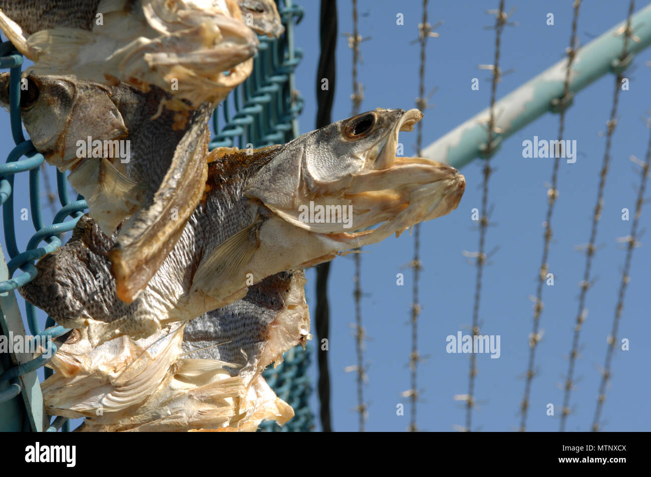 Preparing wire fence hi-res stock photography and images - Alamy