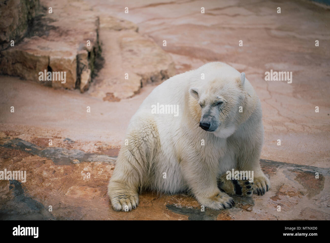 Polar Bear in the zoo wildlife in Fasano apulia safari Italy Stock ...