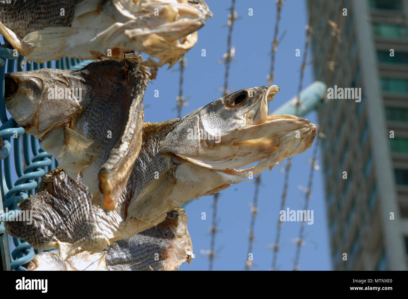 Fillets of fish hanging on fence to dry in sunshine, Macao, China Stock ...