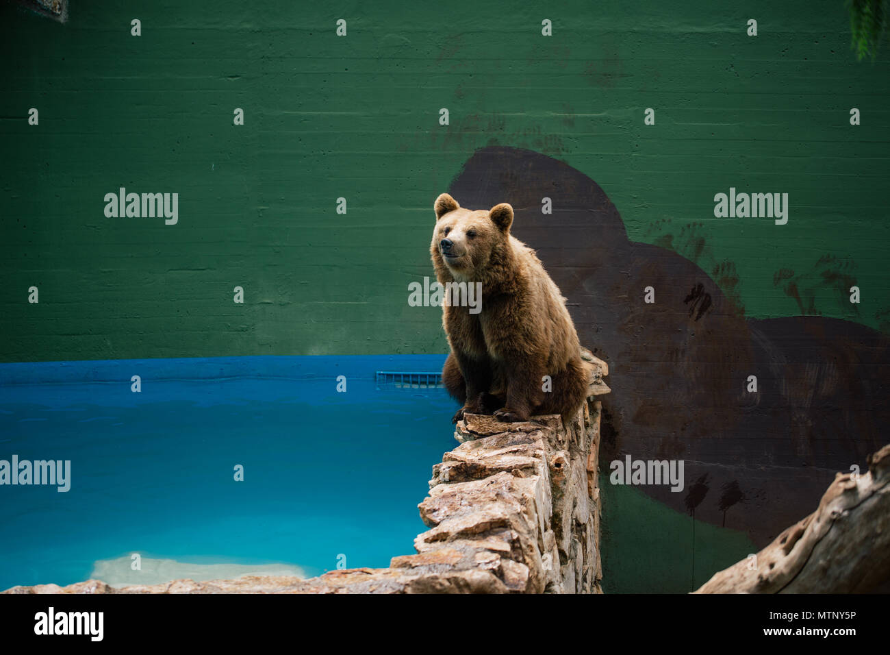 Grizzly bear in the zoo wildlife in Fasano apulia safari Italy Stock ...