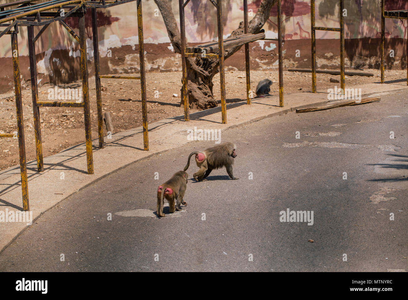 Monkeys in the zoo wildlife in Fasano apulia safari zoo Italy Stock ...