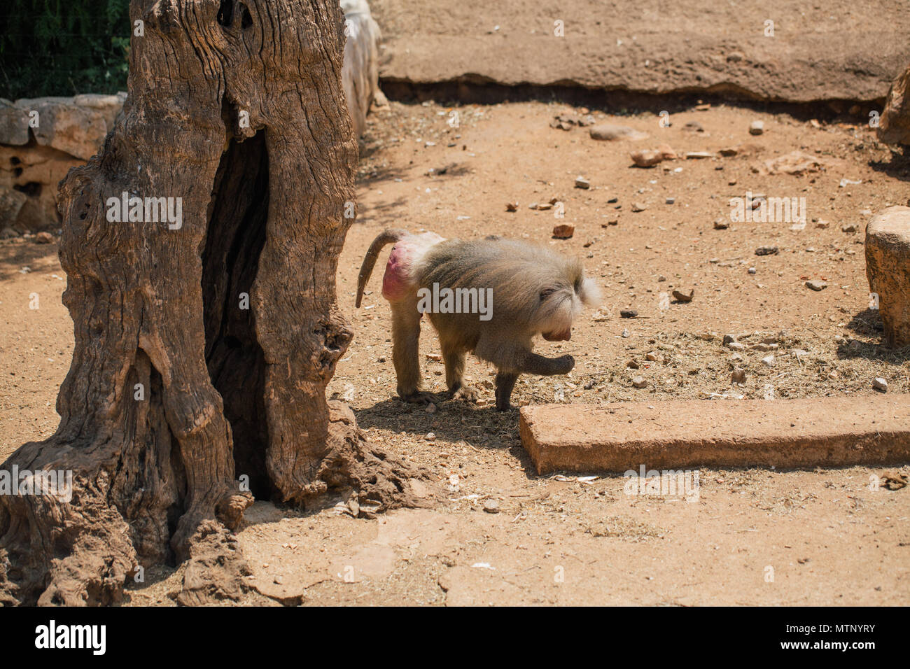 Monkeys in the zoo wildlife in Fasano apulia safari zoo Italy Stock ...