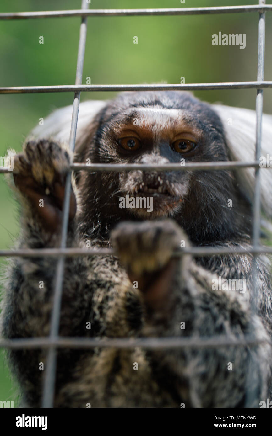 Monkeys in the zoo wildlife in Fasano apulia safari zoo Italy Stock ...