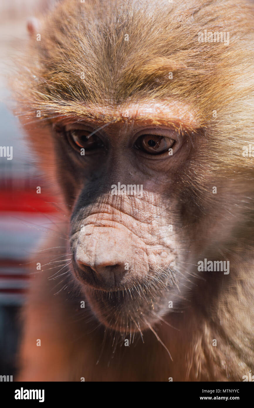Monkeys in the zoo wildlife in Fasano apulia safari zoo Italy Stock ...