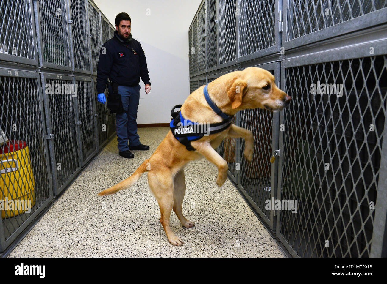 Italian military working dog Thunder and his handler Deputy Inspector ...