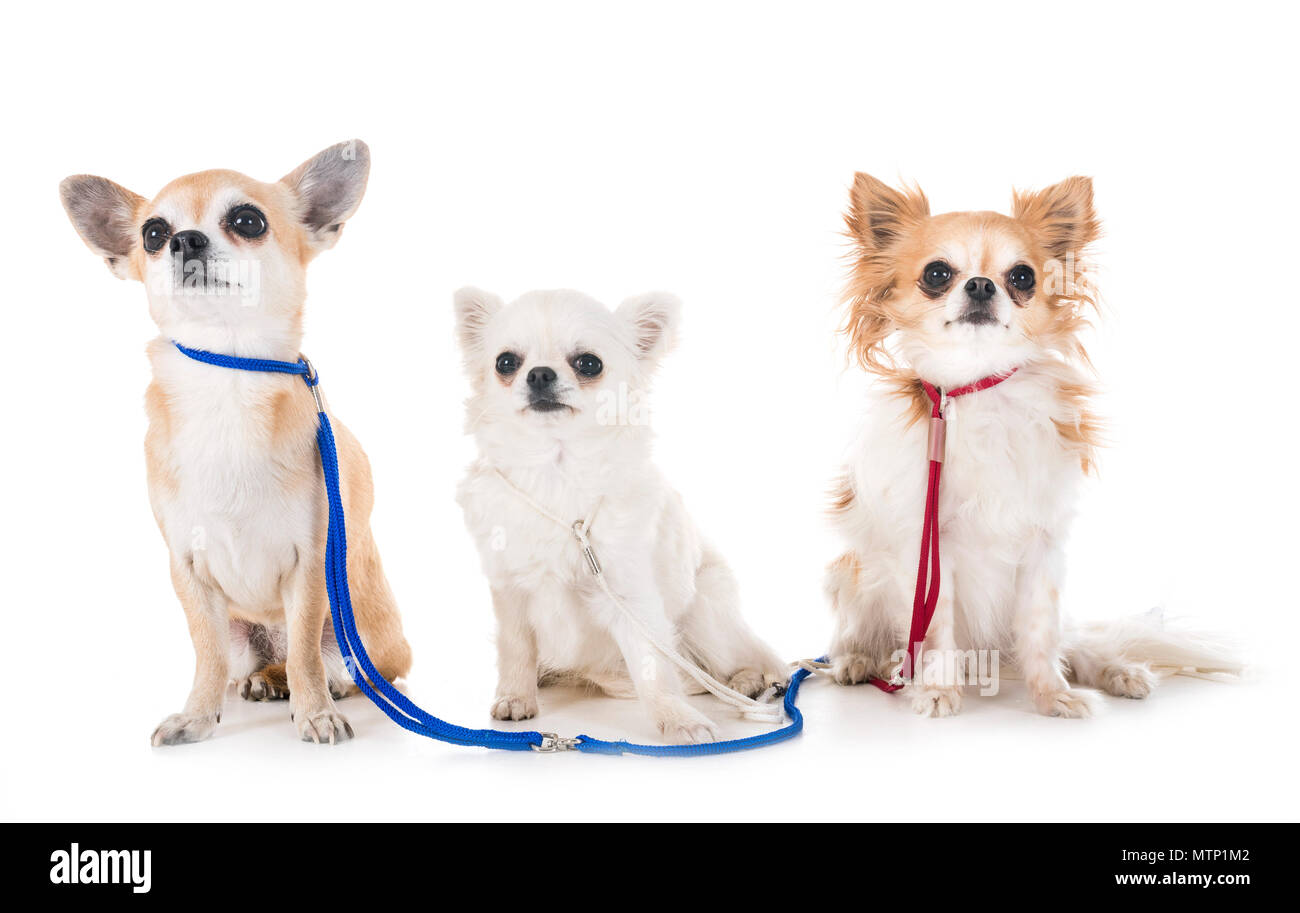 three chihuahuas in front of white background Stock Photo - Alamy