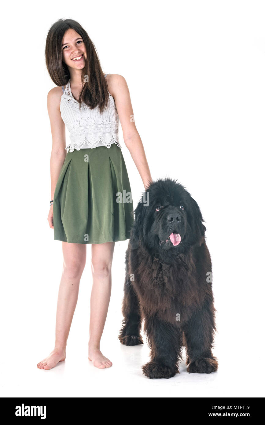 newfoundland dog and woman in front of white background Stock Photo - Alamy