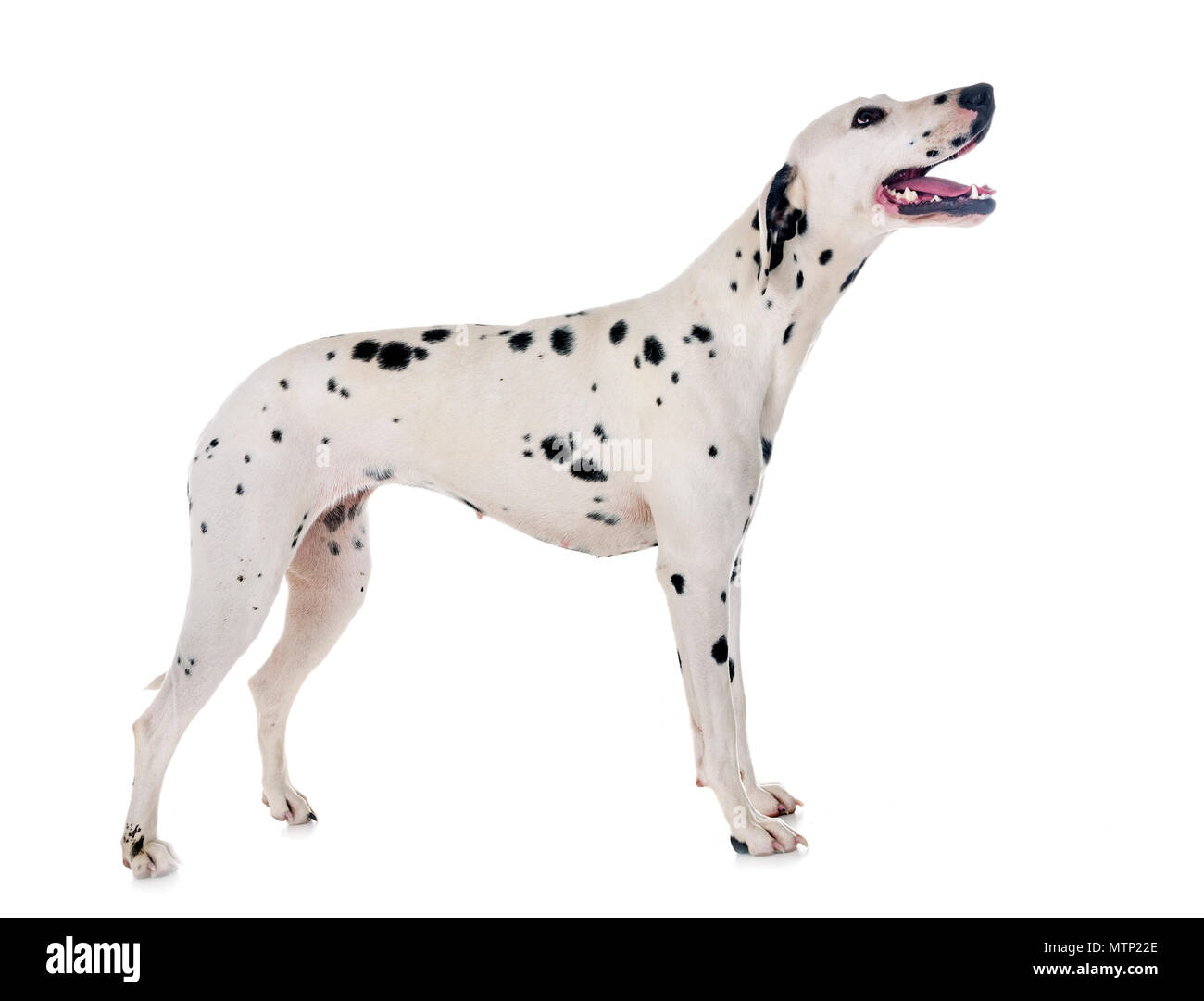 dalmatian dog in front of white background Stock Photo - Alamy
