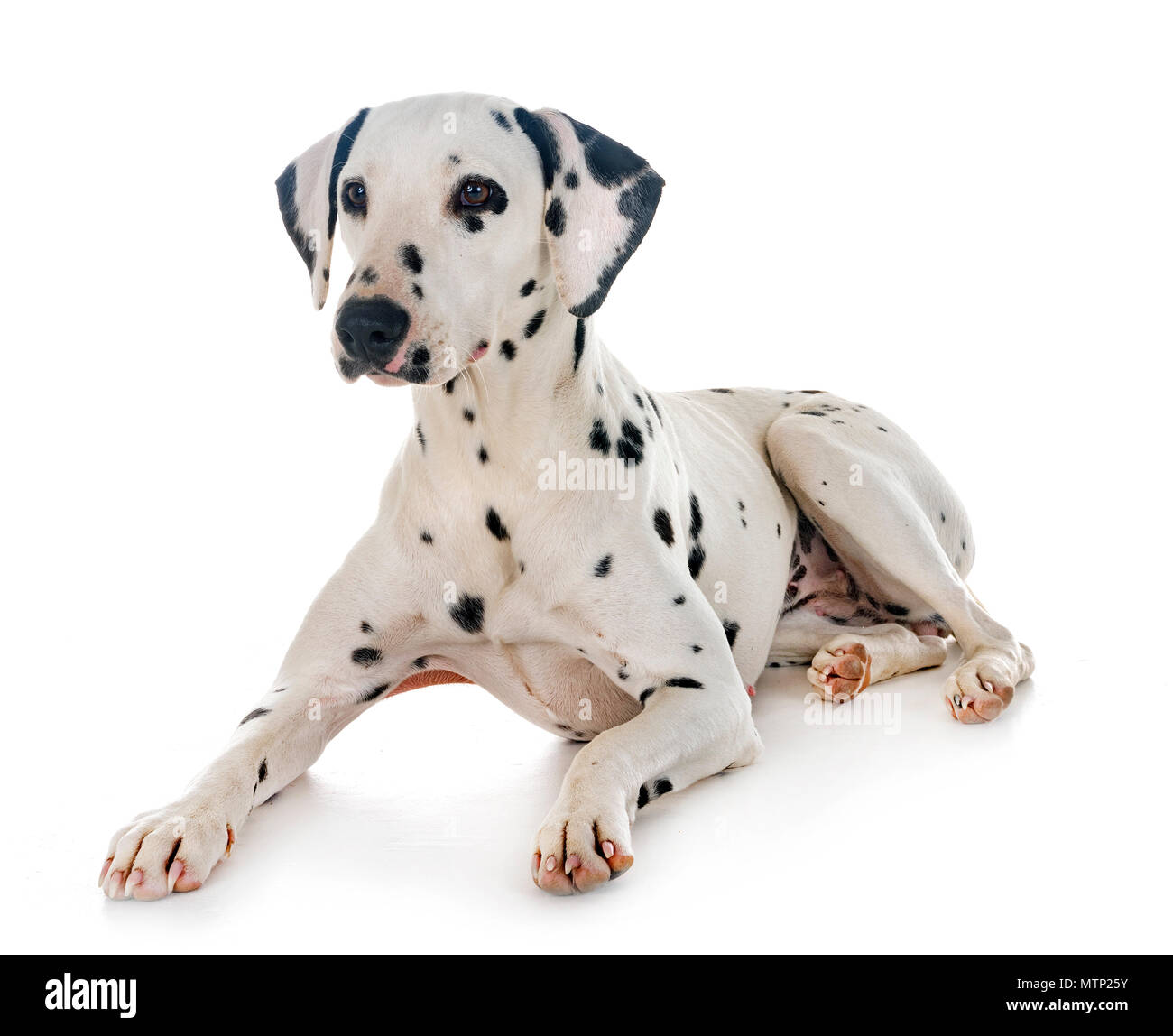 Dalmatian puppy dog in Cut Out Stock Images & Pictures - Alamy