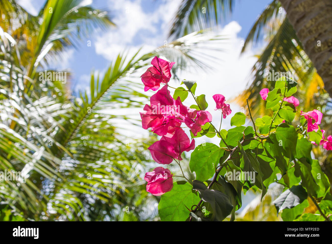 Flowers and greenery against sunny blue skies on the tropical Caribbean ...