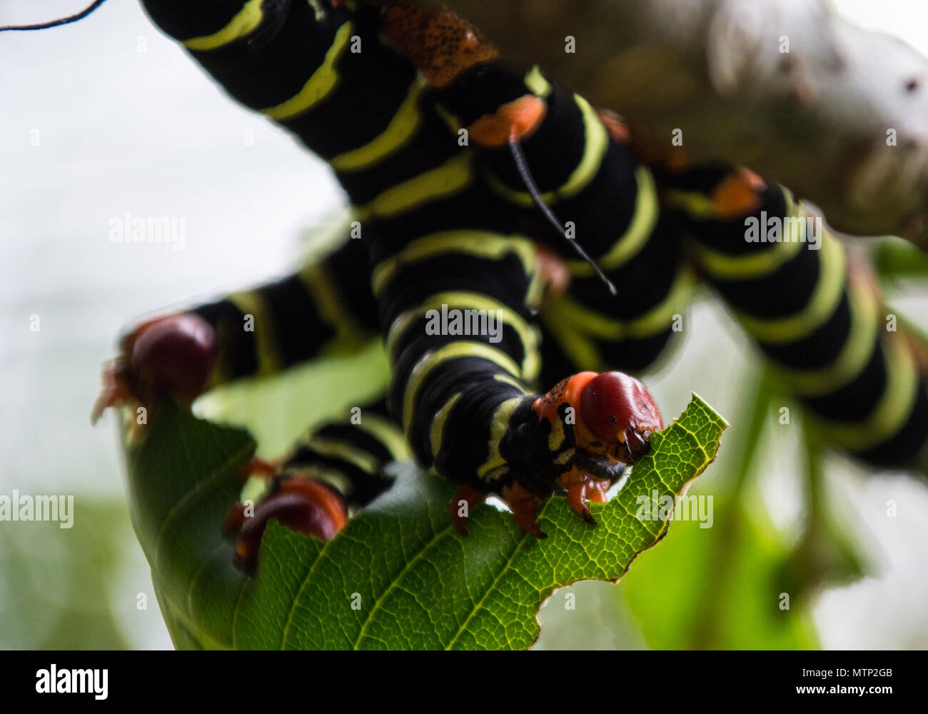 Tetrio sphinx (Pseudosphinx tetrio) larvae on Plumeria (frangipani) in ...
