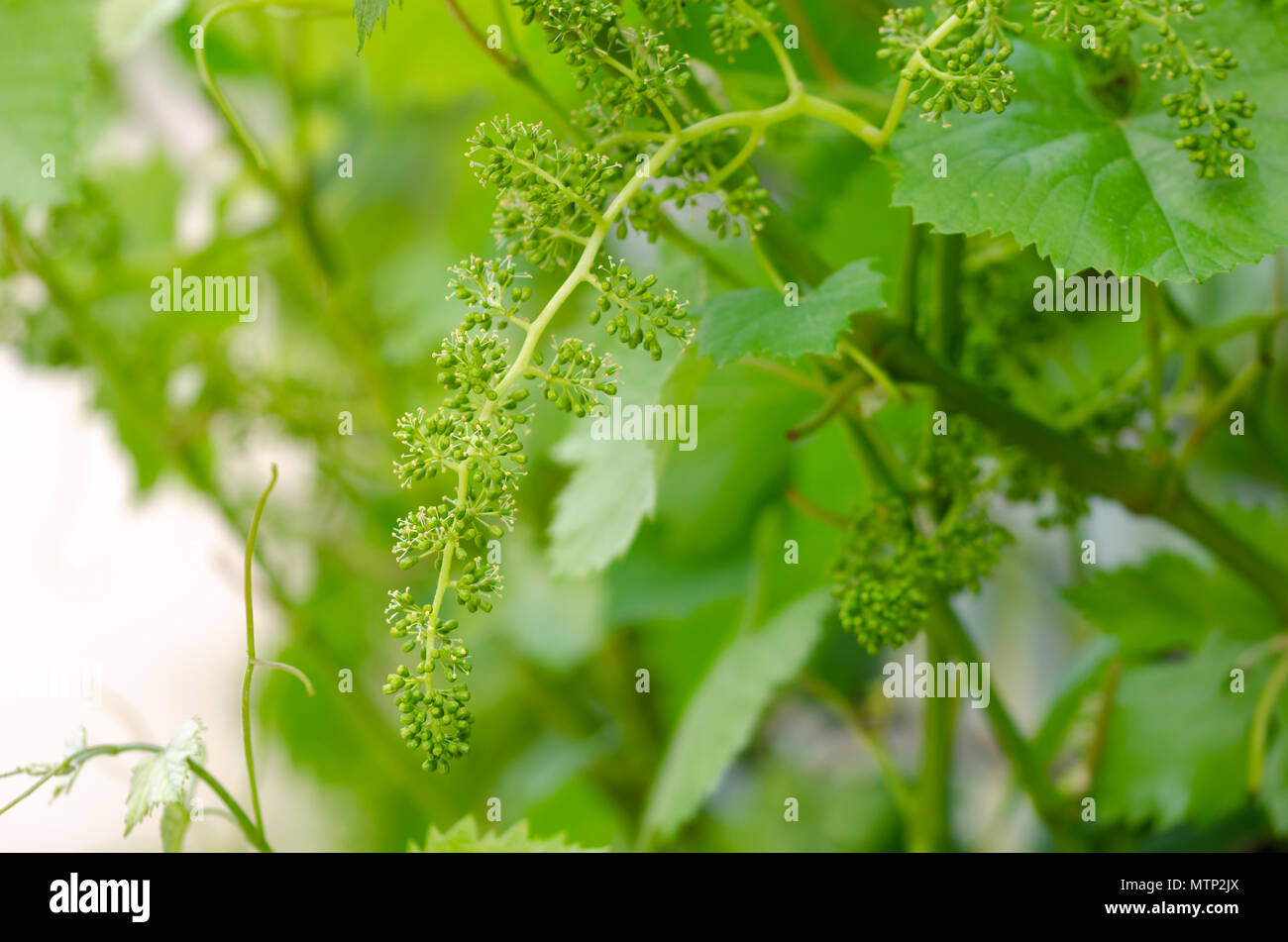 Green, unripened grapes on the vine Stock Photo - Alamy