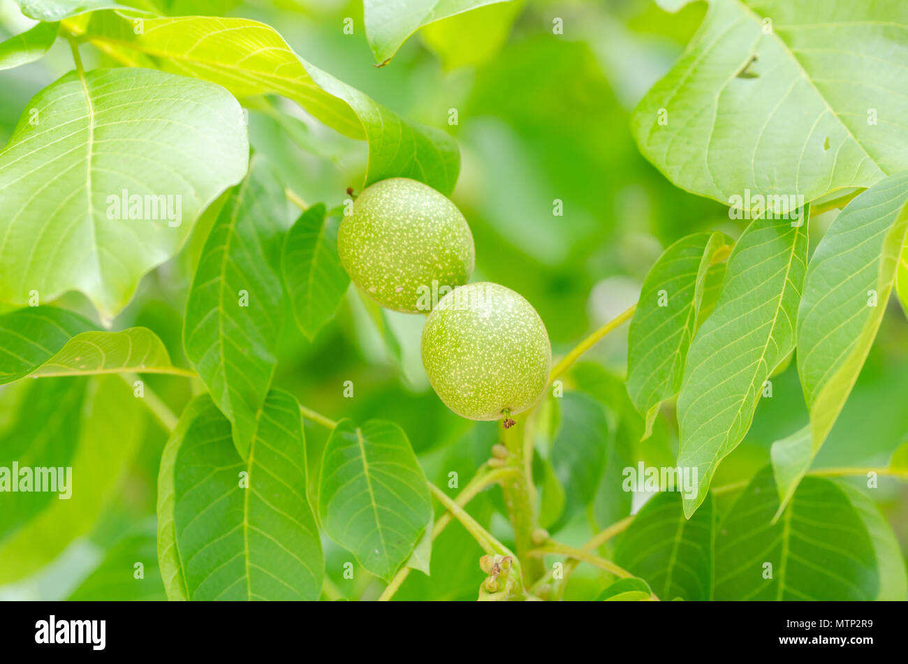 Walnut dew hi-res stock photography and images - Alamy