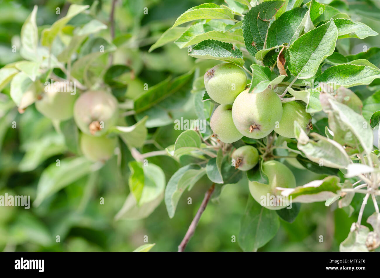 organic apples growing on a tree Stock Photo - Alamy