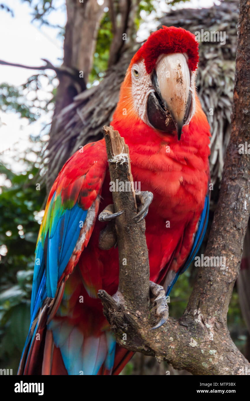 Red Parrot in the Amazon Rainforest Ecuador Stock Photo - Alamy